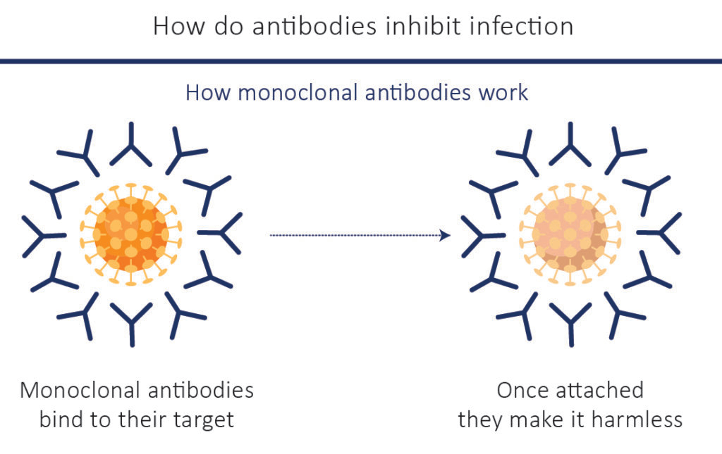 Monoclonal Antibodies as a Treatment Therapy for COVID-19