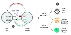 Insight of T cell immunoglobulin and ITIM domain (TIGIT) Inhibitor