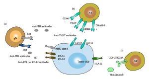 Insight of T cell immunoglobulin and ITIM domain (TIGIT) Inhibitor