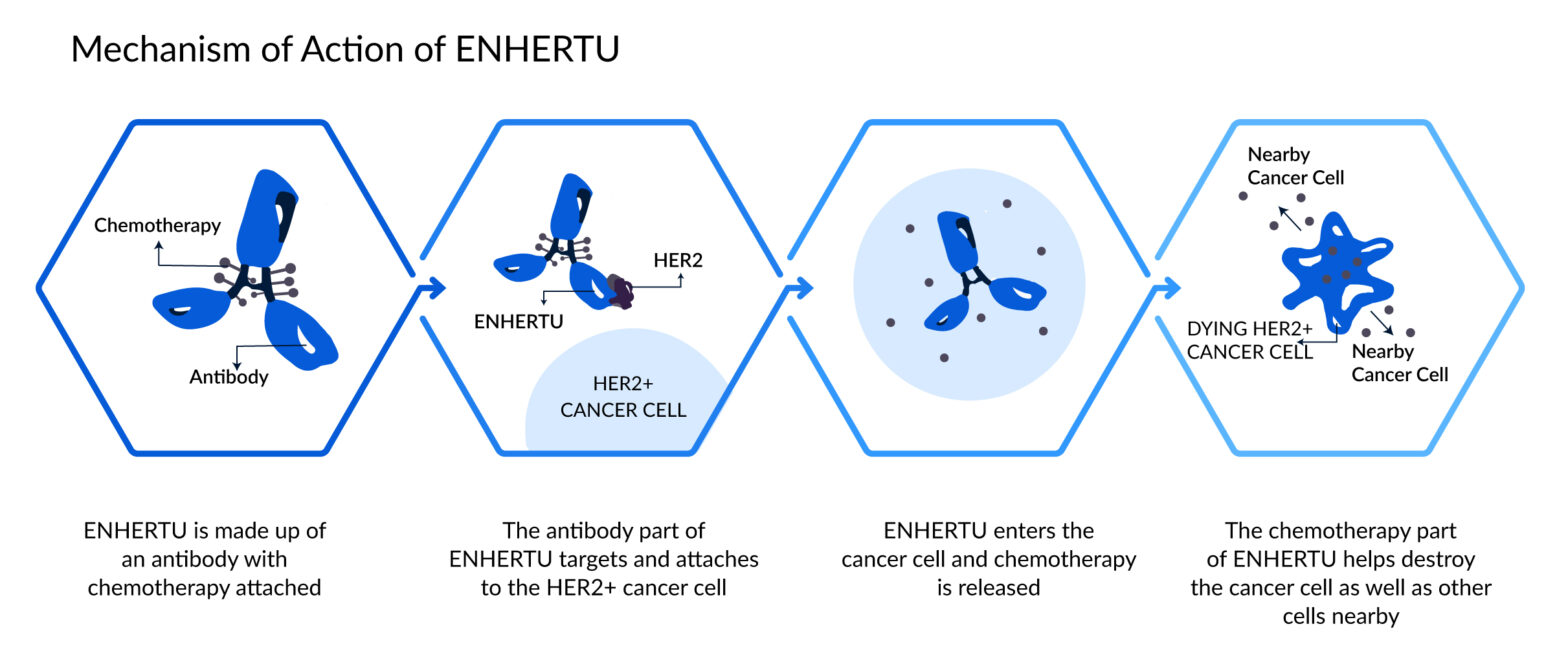 Navigating the Journey of ENHERTU in Cancer Management
