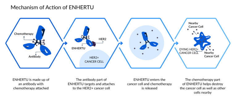 Navigating the Journey of ENHERTU in Cancer Management