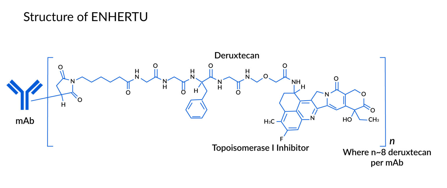 Navigating the Journey of ENHERTU in Cancer Management