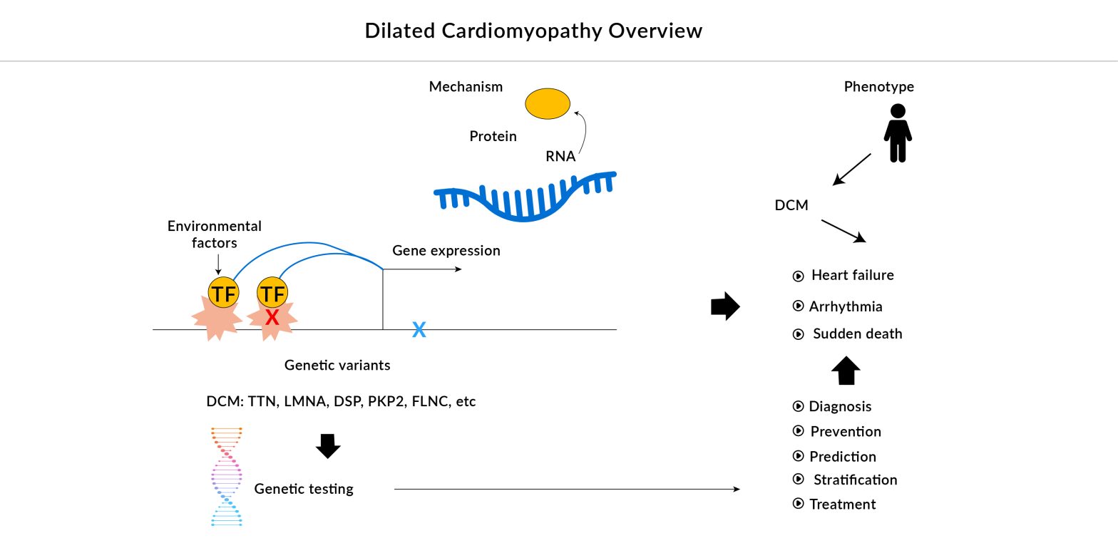 Shifting Paradigms in Dilated Cardiomyopathy Treatment